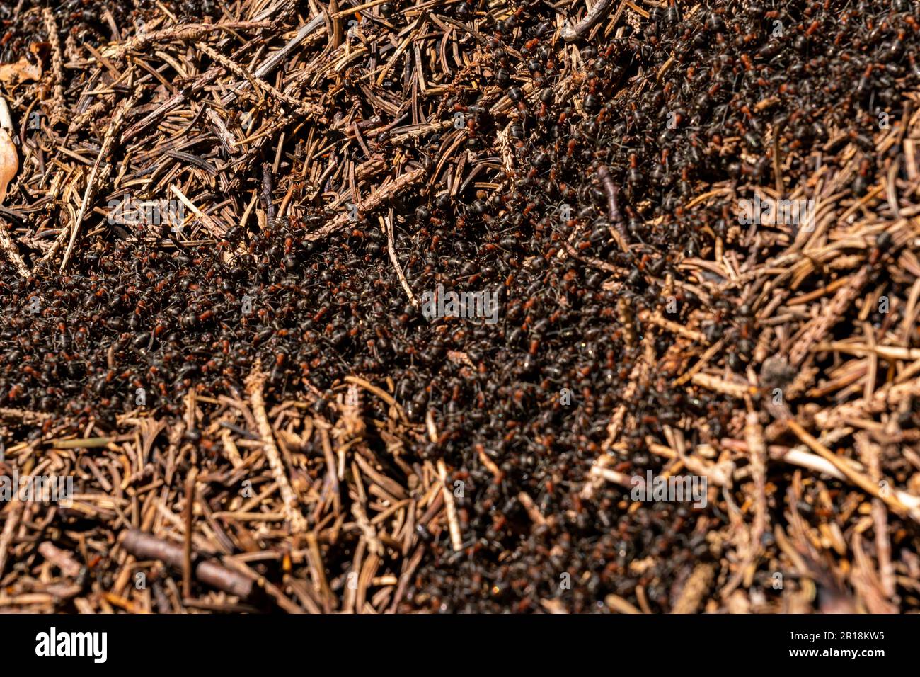 Multitude of forest ants busily constructing their intricate anthills ...
