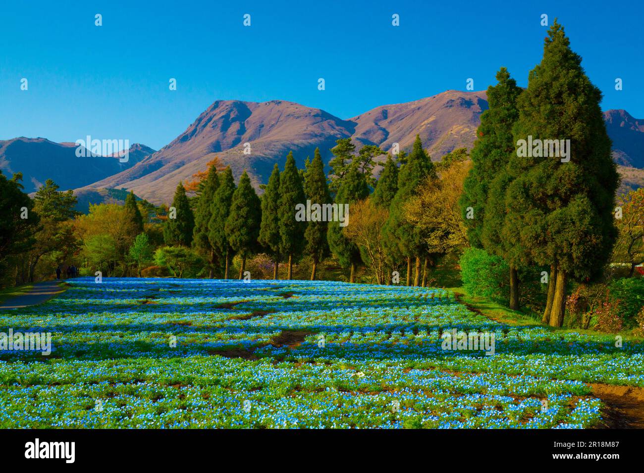 Kuju Flower Park in spring Stock Photo - Alamy