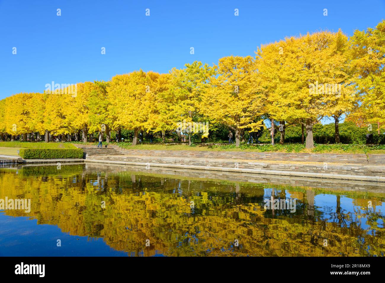 Ginkgo tree lined hi-res stock photography and images - Alamy