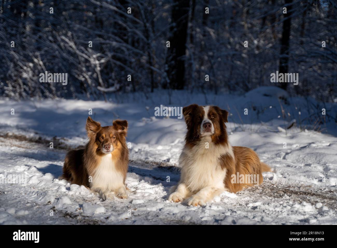 Two happy canine companions cuddling in the snow, surrounded by tall ...