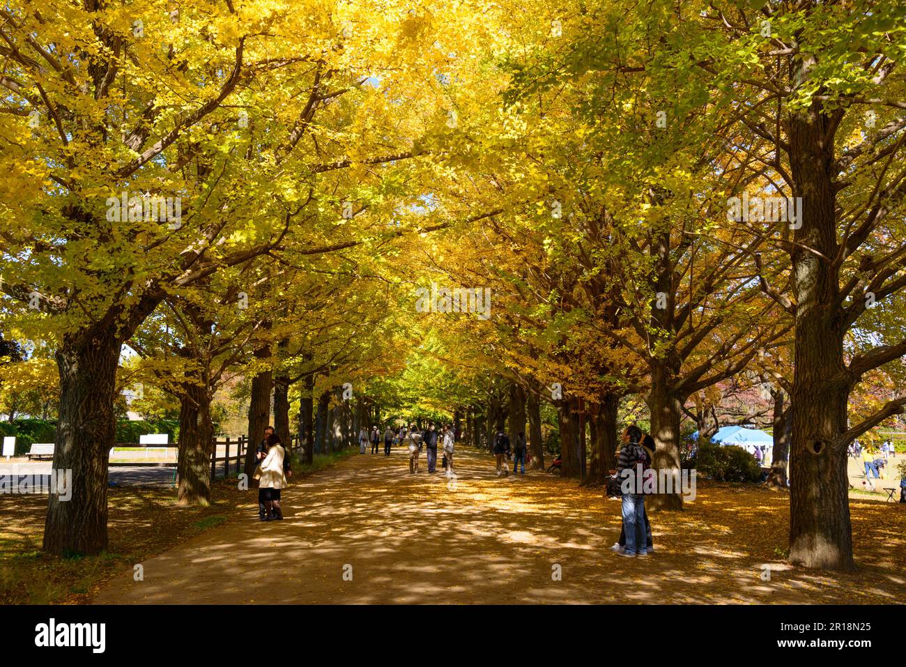 Row of Ginkgo Trees Stock Photo - Alamy