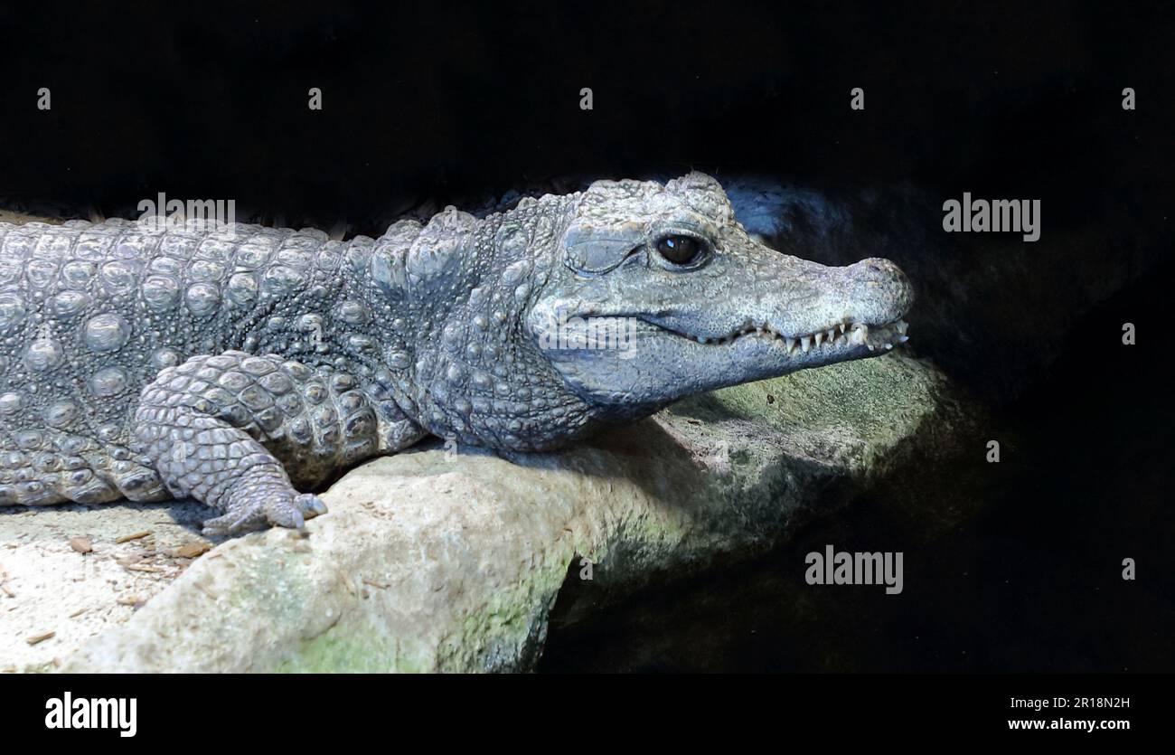 Stumpfkrokodil / Dwarf crocodile / Osteolaemus tetraspis Stock Photo ...