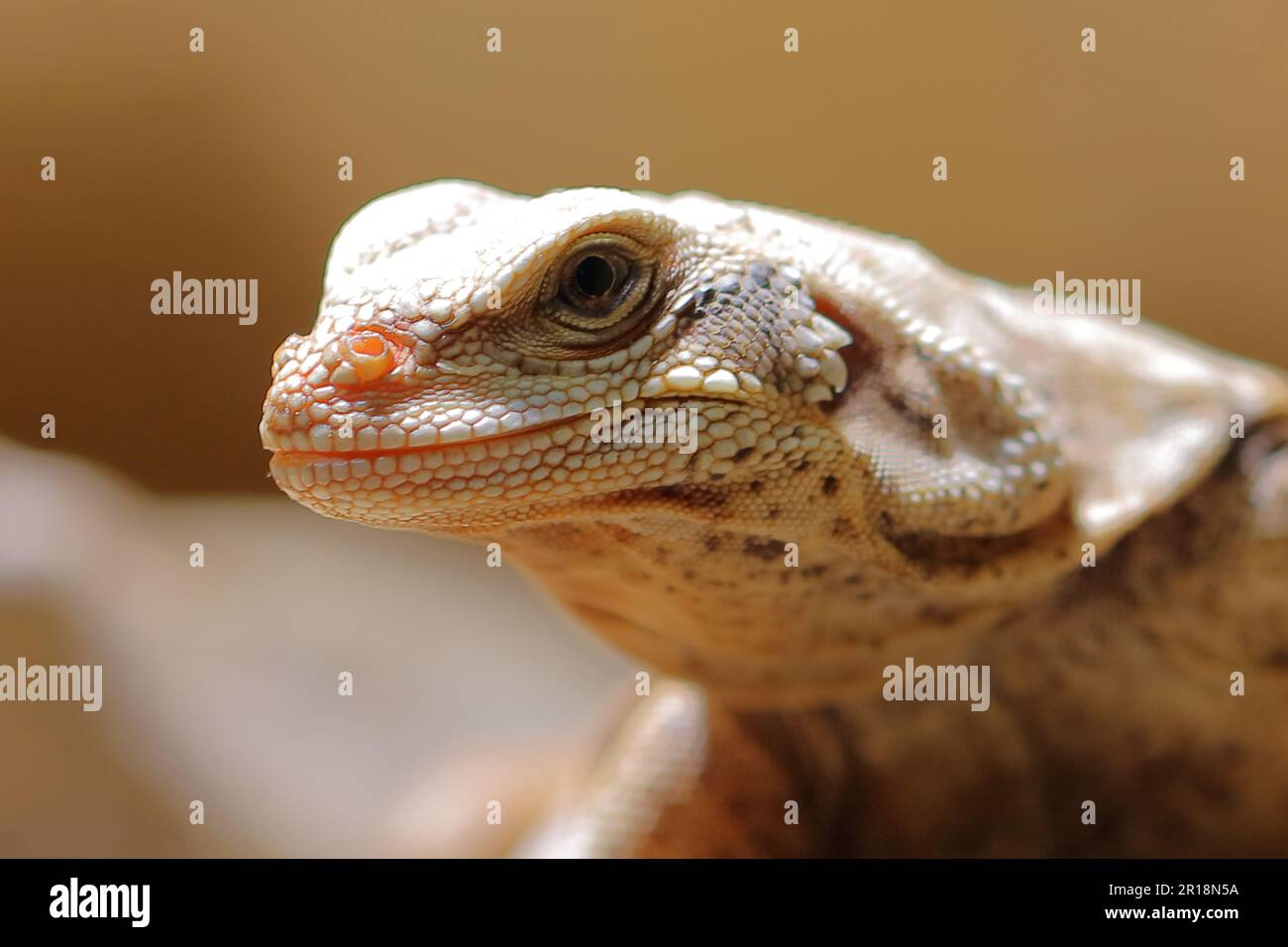 Common chuckwallas hi-res stock photography and images - Alamy