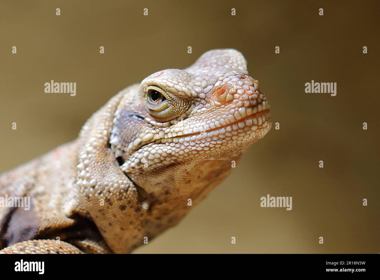 Common chuckwallas hi-res stock photography and images - Alamy