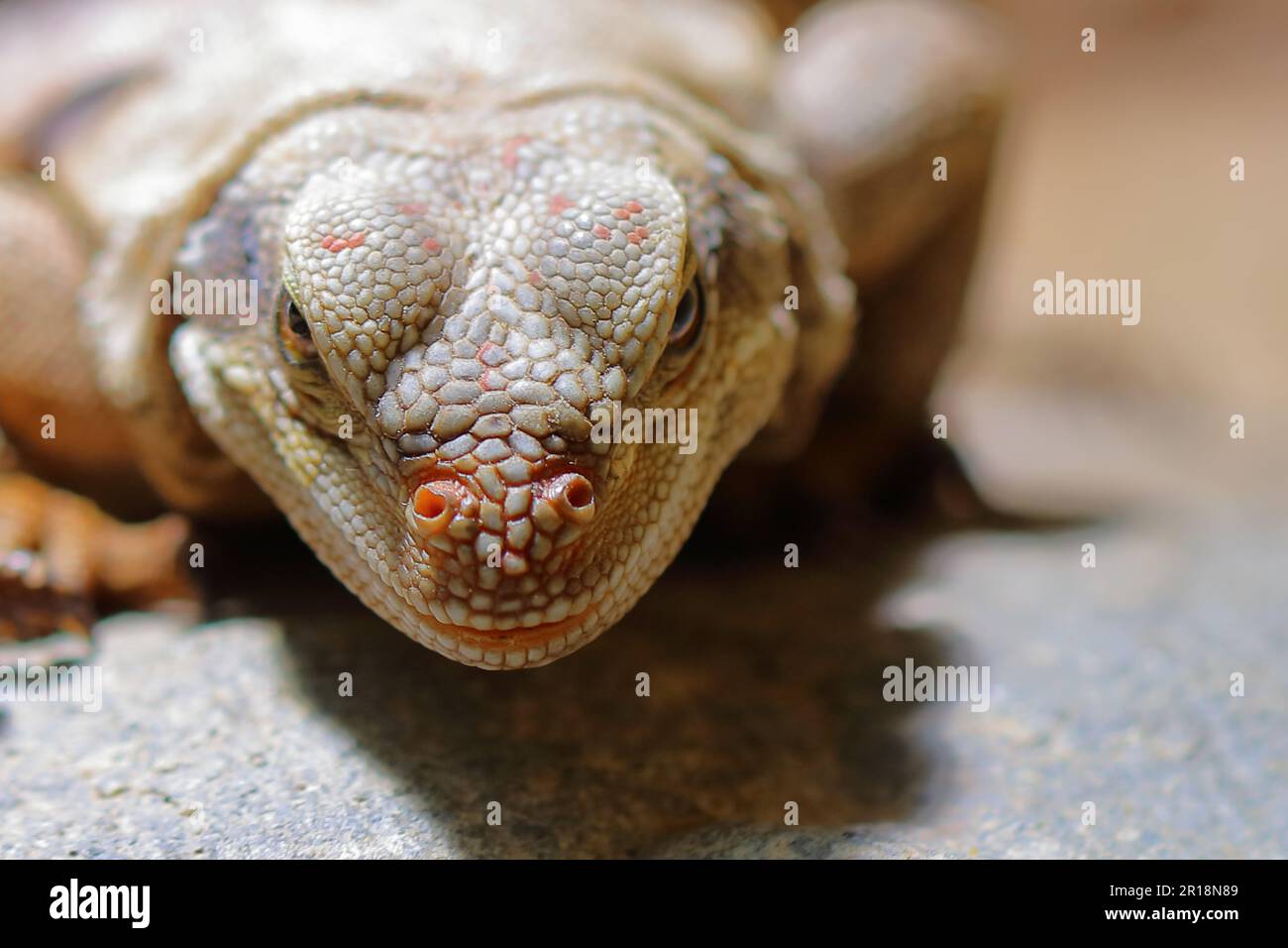 Chuckwalla / Common chuckwalla / Sauromalus ater Stock Photo - Alamy