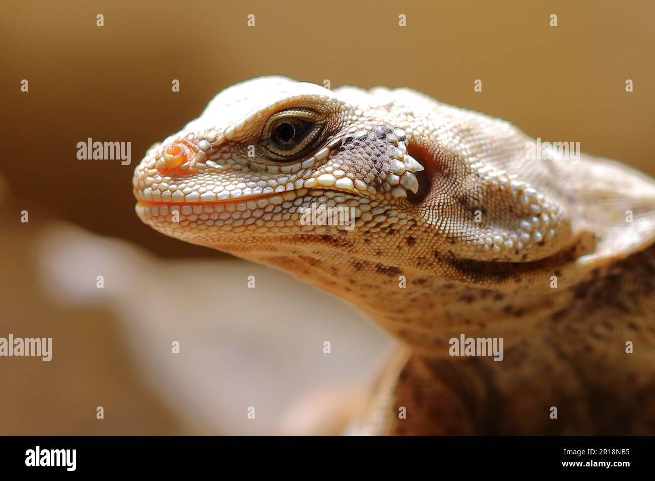 Sauromalus australis hi-res stock photography and images - Alamy