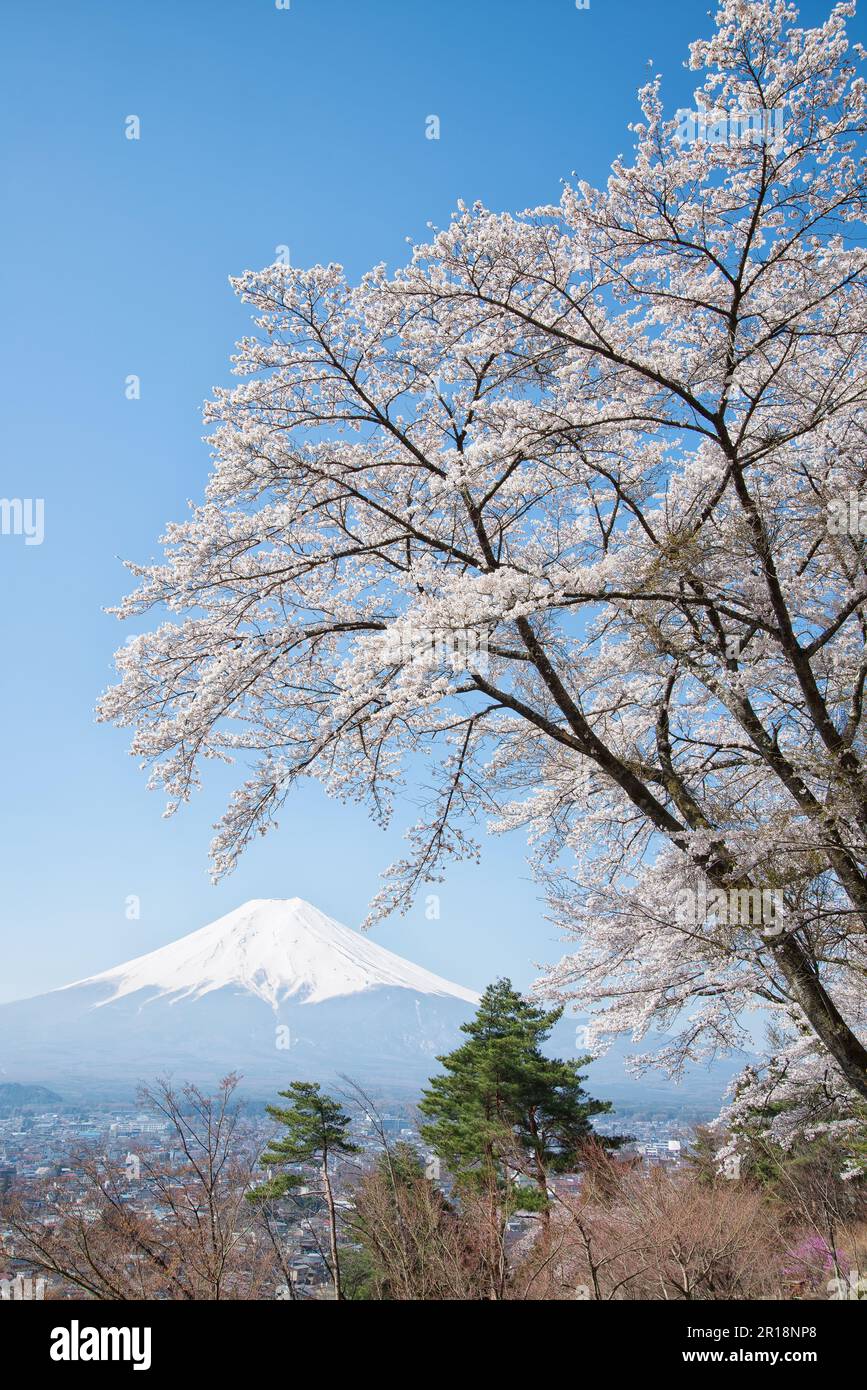 Sunny Mount Fuji and cherry in full bloom Stock Photo - Alamy