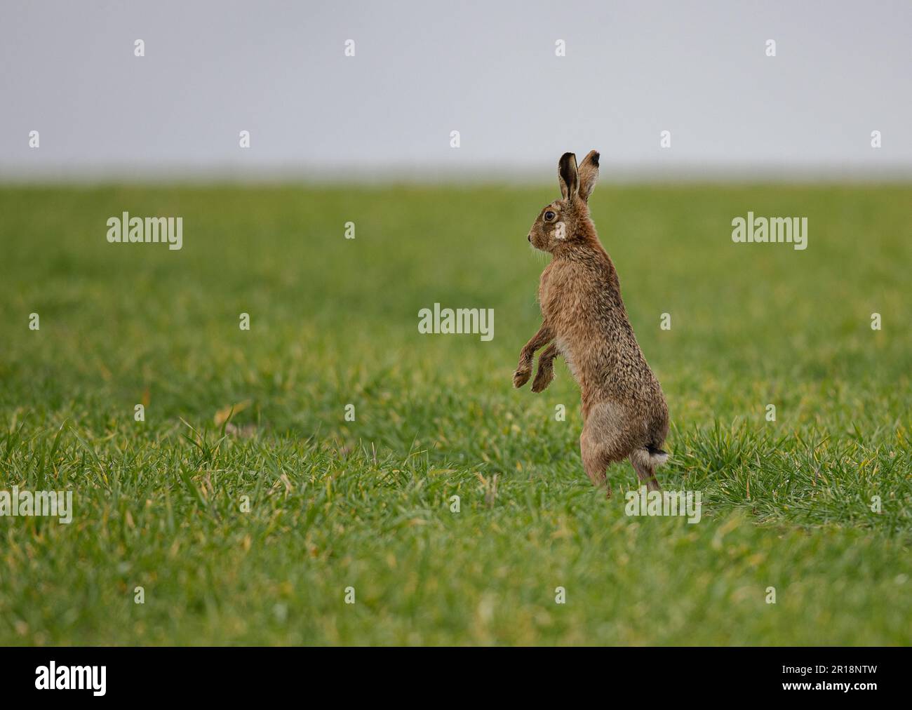 A Brown Hare ( Lepus europaeus) standing on his hind legs , looking out ...