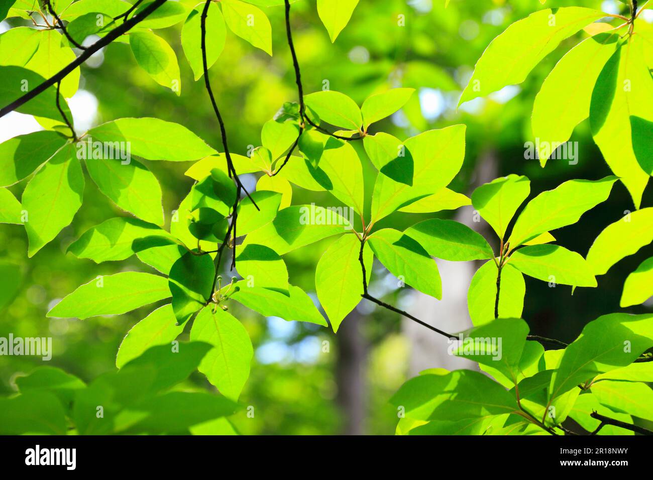 Fesh leaves hi-res stock photography and images - Alamy