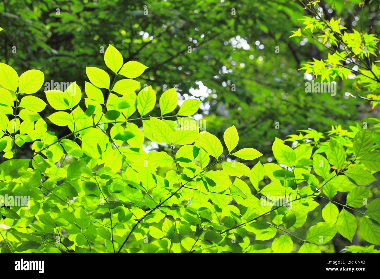 Fesh leaves hi-res stock photography and images - Alamy