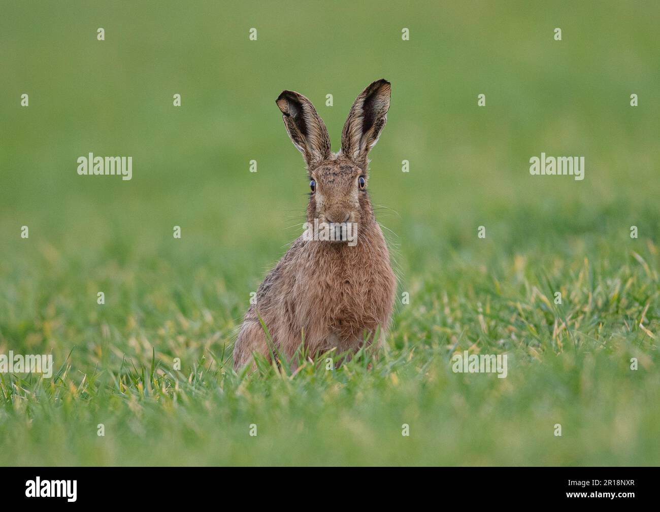 A wild Brown Hare , sitting looking at the camera An intimate shot ...