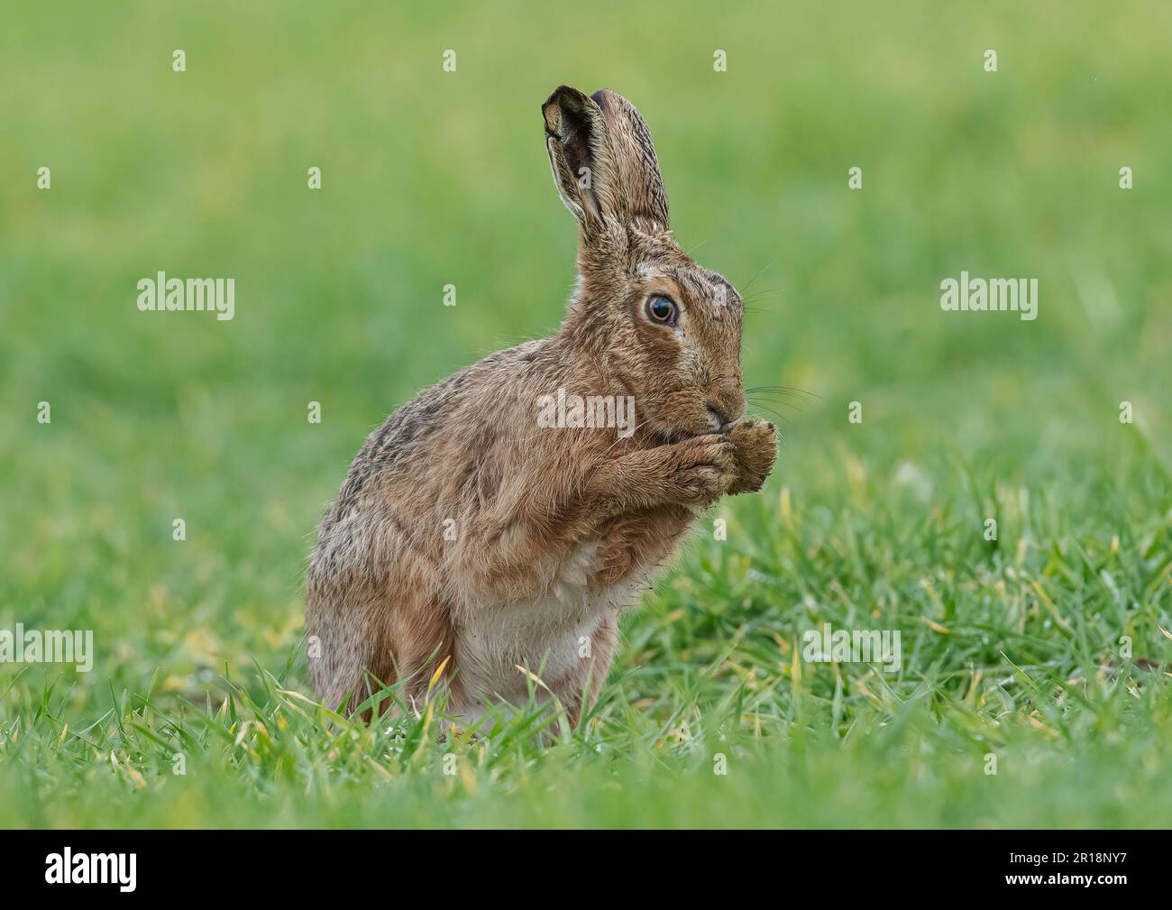 A Brown Hare , sitting up, washing it's face or making a wish with it's ...