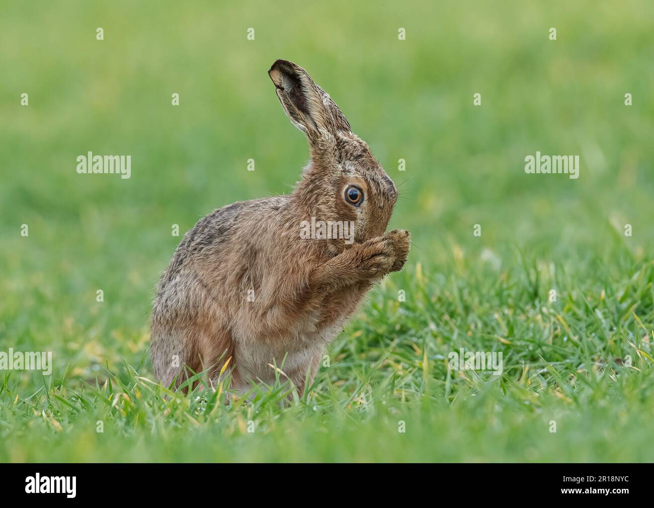 A Brown Hare , sitting up, washing it's face or making a wish with it's ...