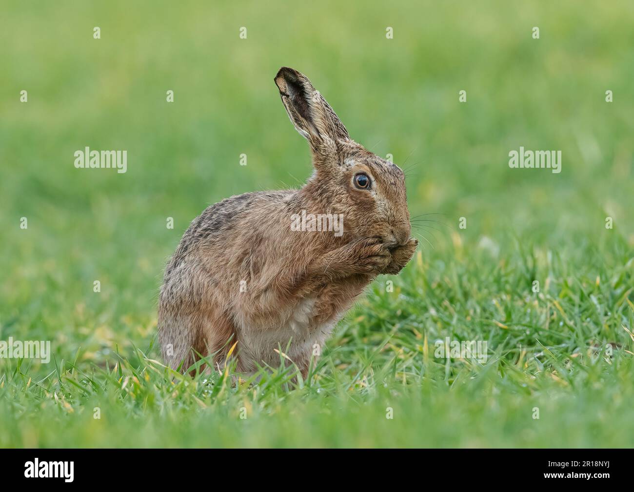 A Brown Hare , sitting up, washing it's face or making a wish with it's ...