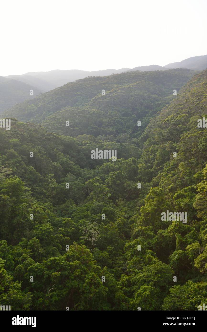 Dawn of the Yanbaru forest Stock Photo - Alamy