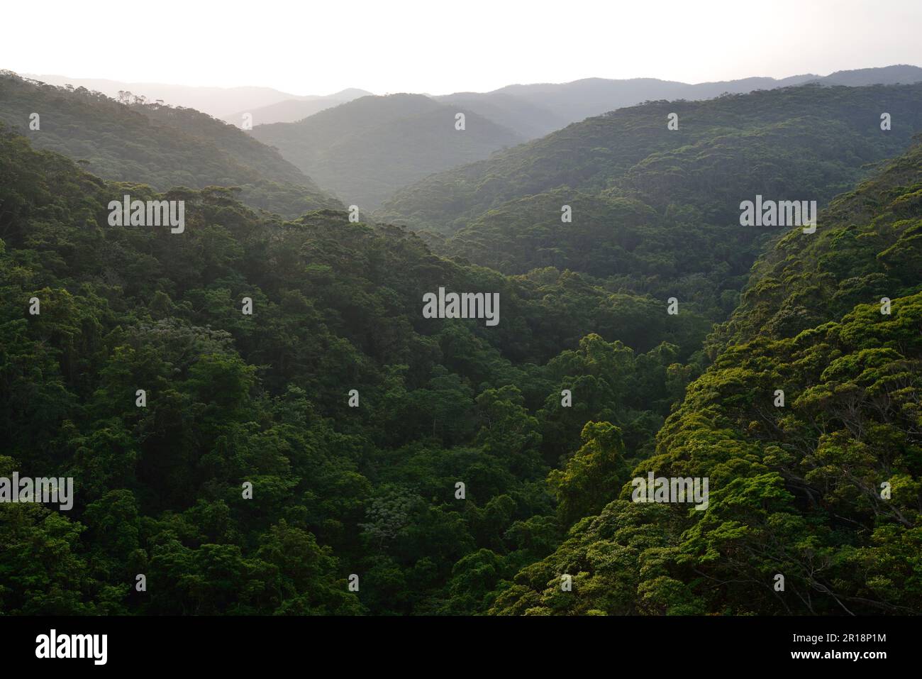 Dawn of the Yanbaru forest Stock Photo - Alamy
