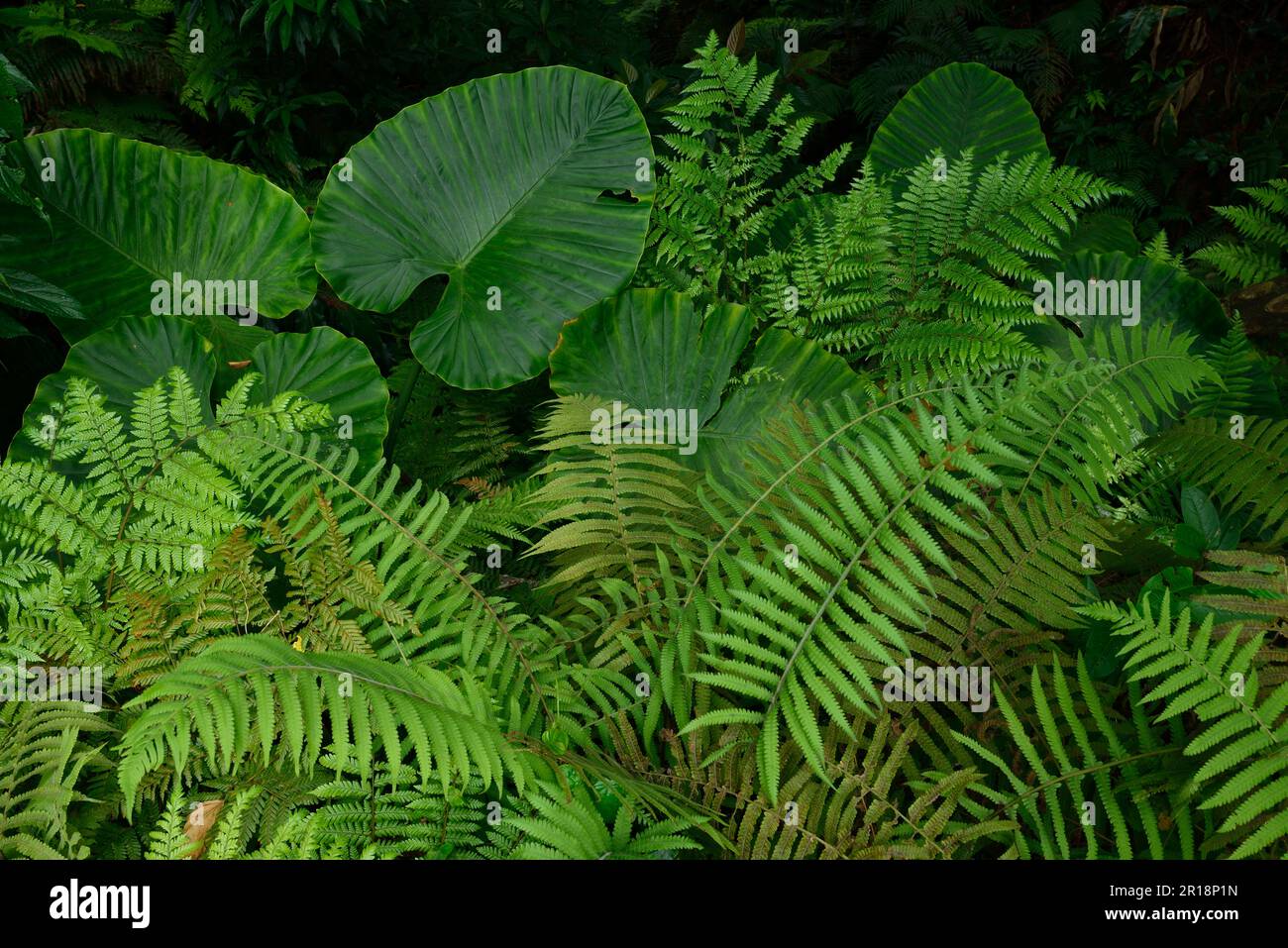 Yanbaru no mori hi-res stock photography and images - Alamy