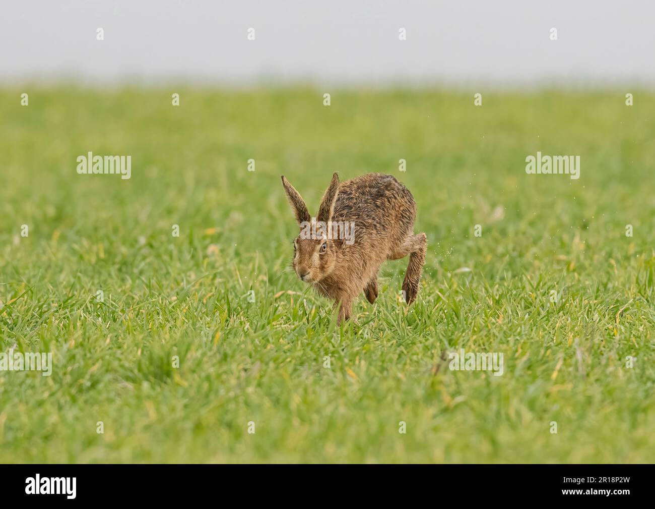 A close up detailed shot of a wild Brown Hare( Lepus europaeus) with ...