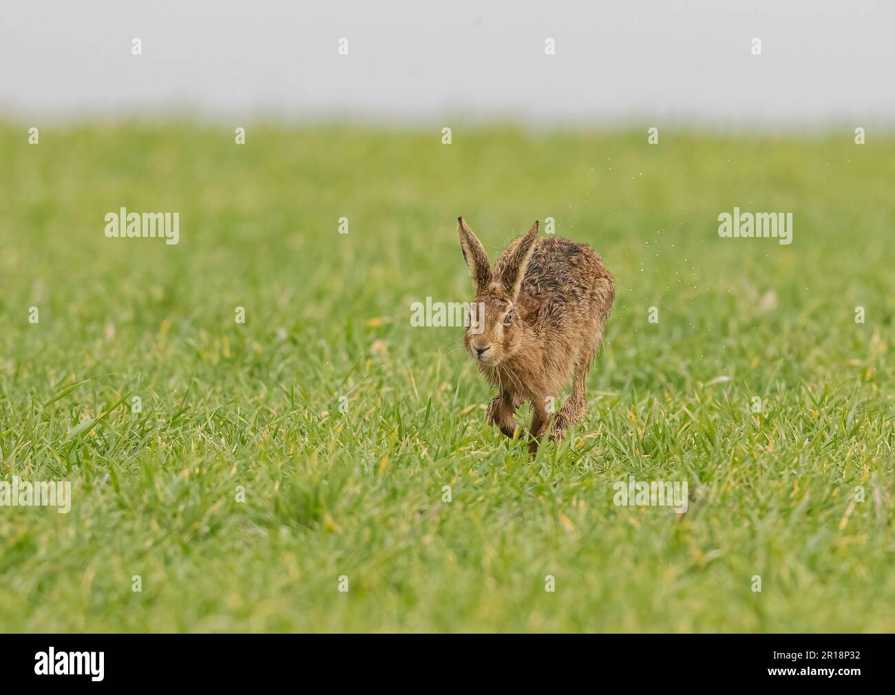A close up detailed shot of a wild Brown Hare( Lepus europaeus) with ...