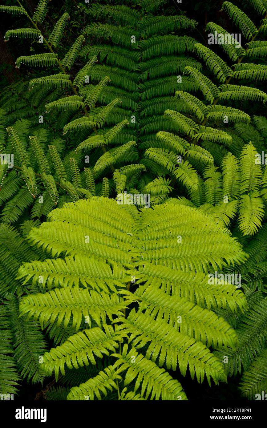 Cyathea lepifera of Yanbaru forest Stock Photo - Alamy