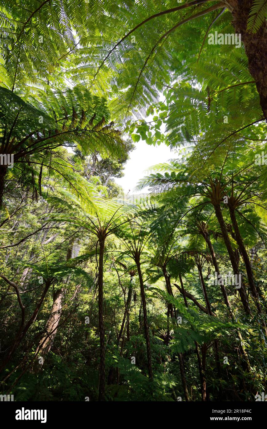 Cyathea lepifera of Yanbaru forest Stock Photo - Alamy