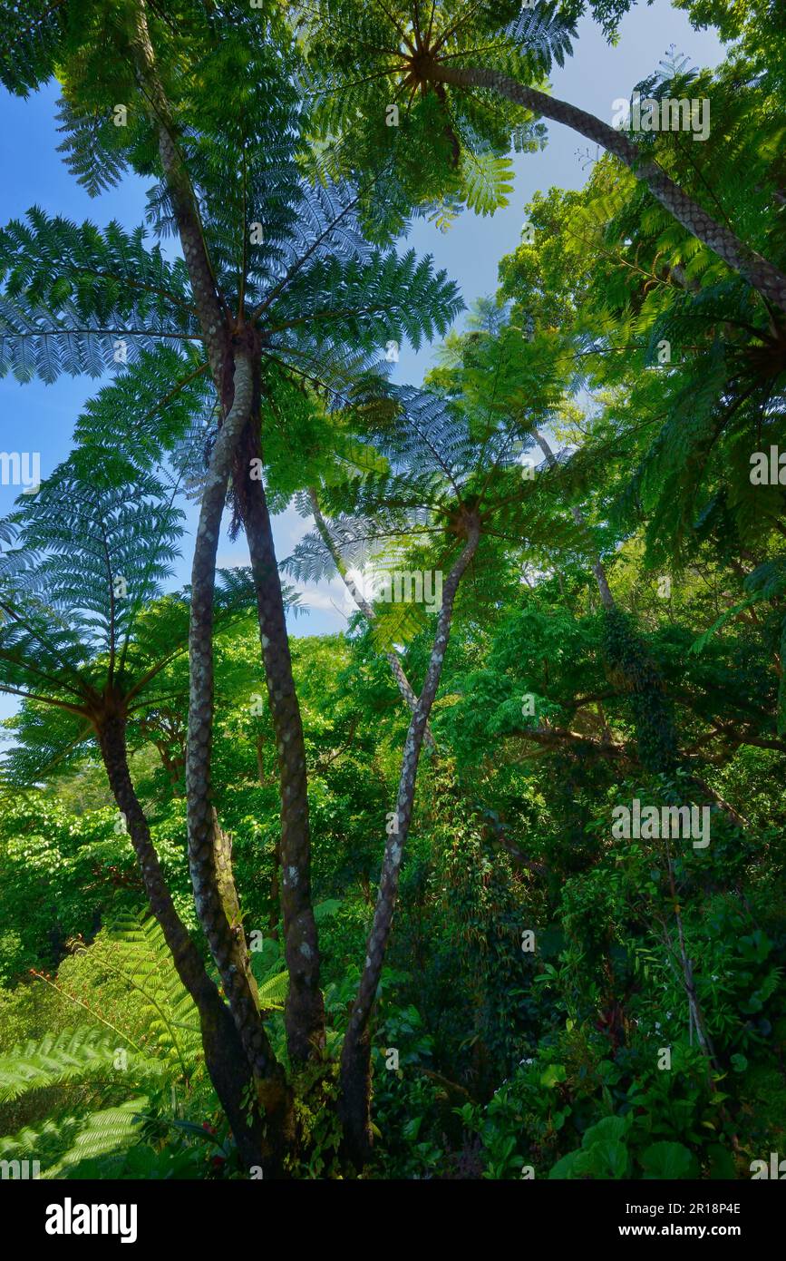Cyathea lepifera of Yanbaru forest Stock Photo - Alamy