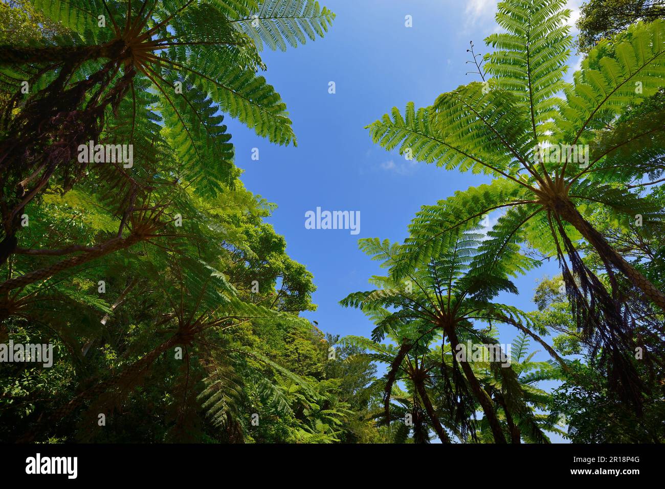 Yanbaru forest hi-res stock photography and images - Alamy