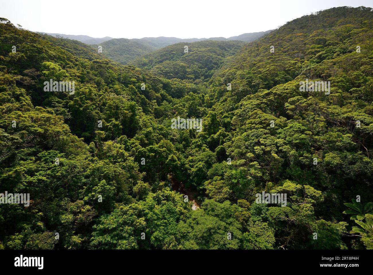 Fresh green of Yanbaru forest Stock Photo - Alamy