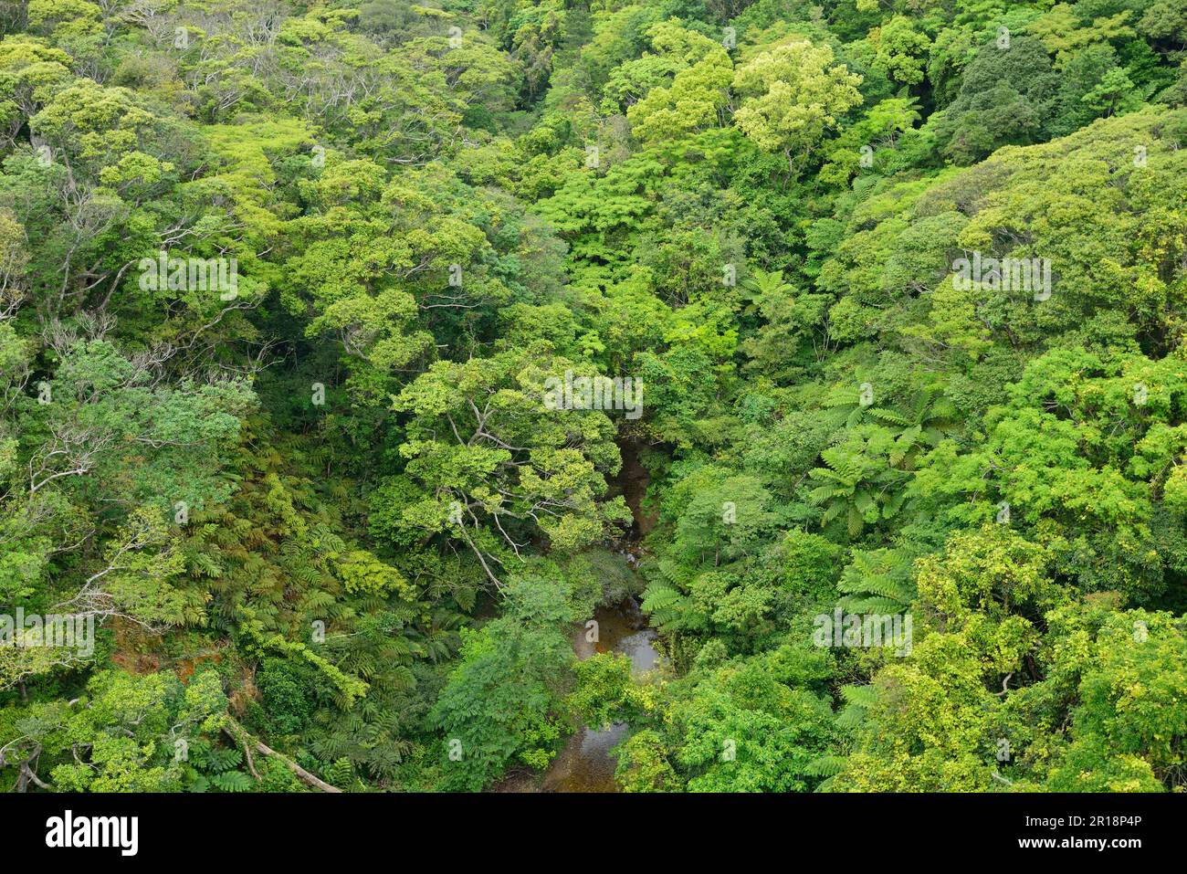 Yanbaru no mori hi-res stock photography and images - Alamy