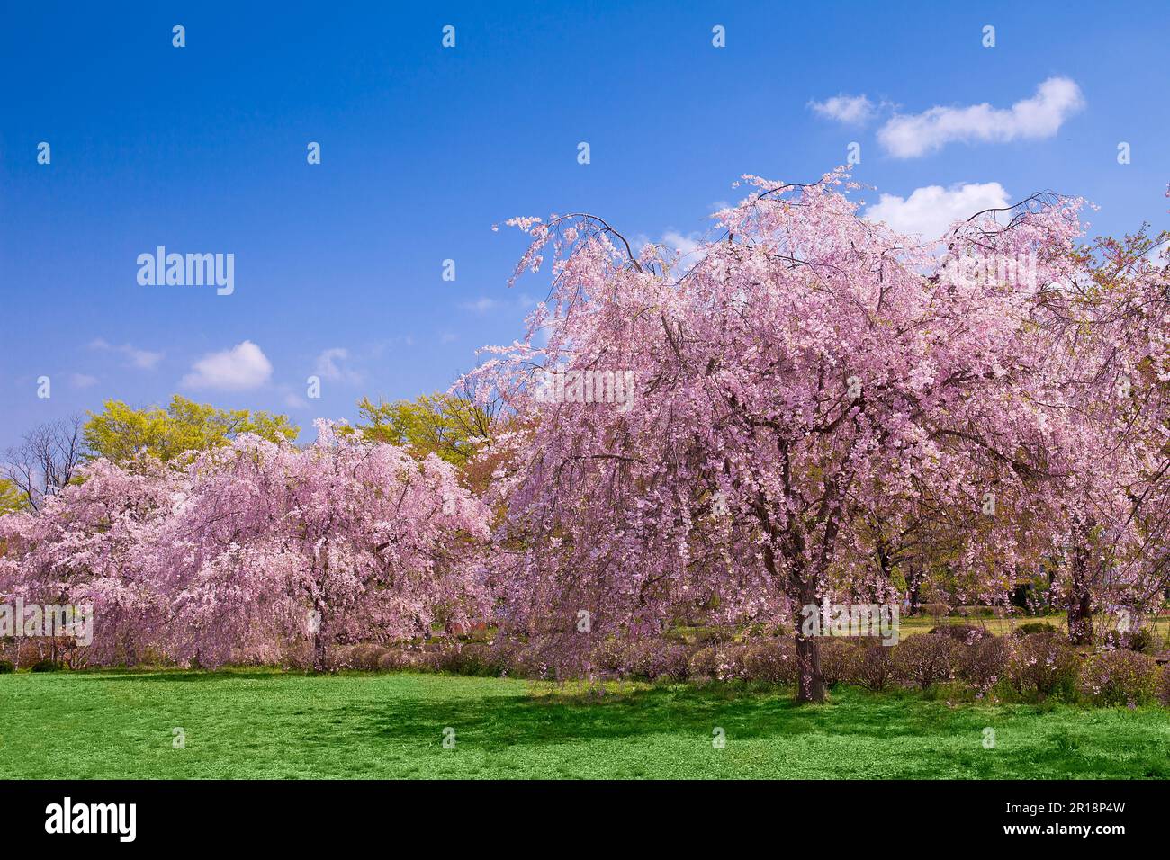 The Cherry trees and clouds Stock Photo - Alamy