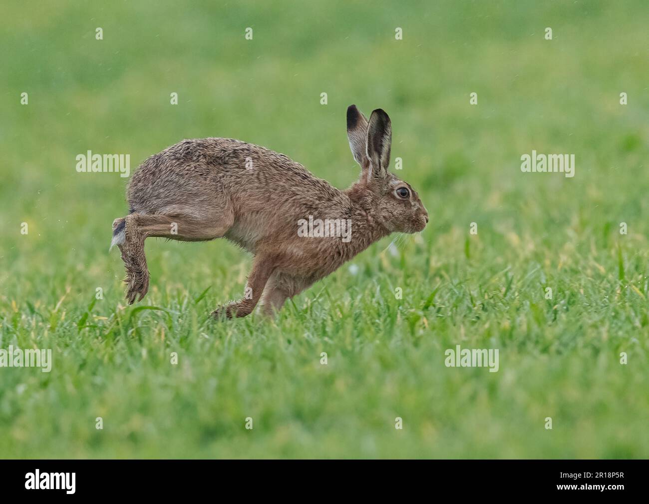 A close up detailed shot of a wild Brown Hare( Lepus europaeus) with ...