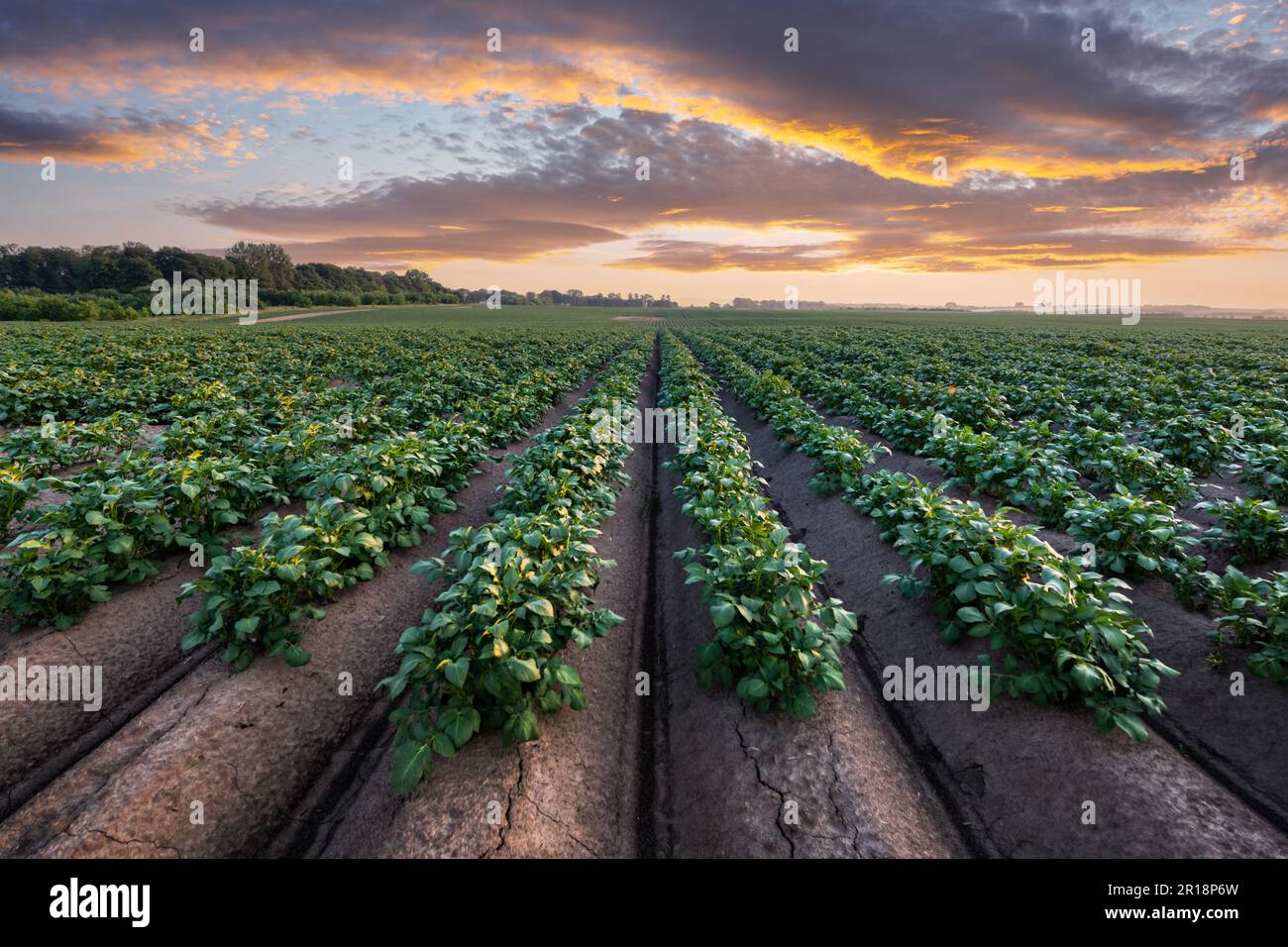 Agricultural field with even rows of potato in the summer time. Growing ...