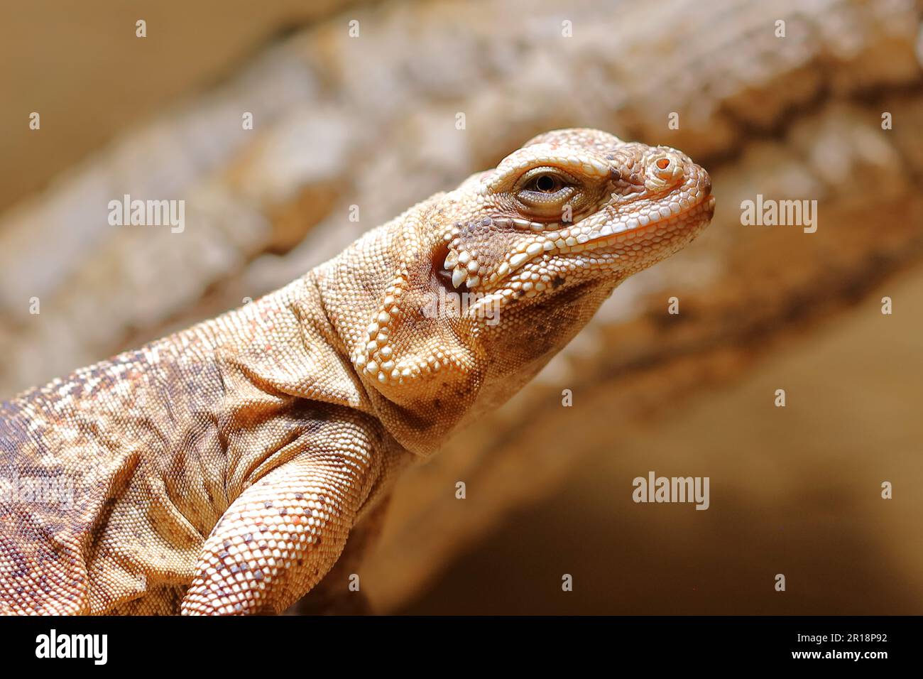 Chuckwalla / Common chuckwalla / Sauromalus ater Stock Photo - Alamy