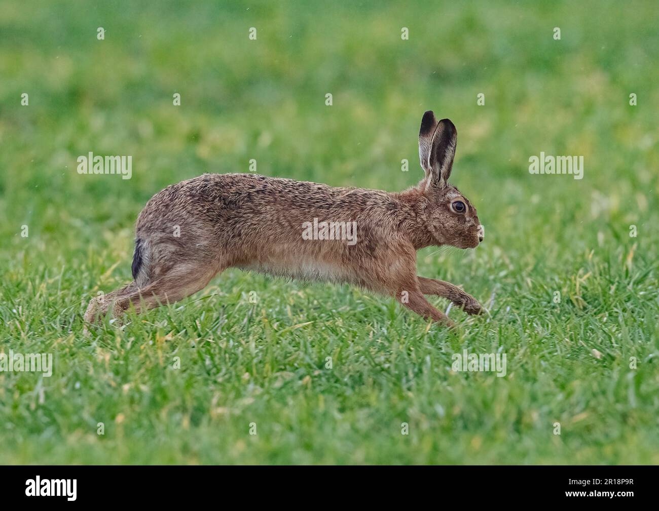 A close up detailed shot of a wild Brown Hare( Lepus europaeus) with ...