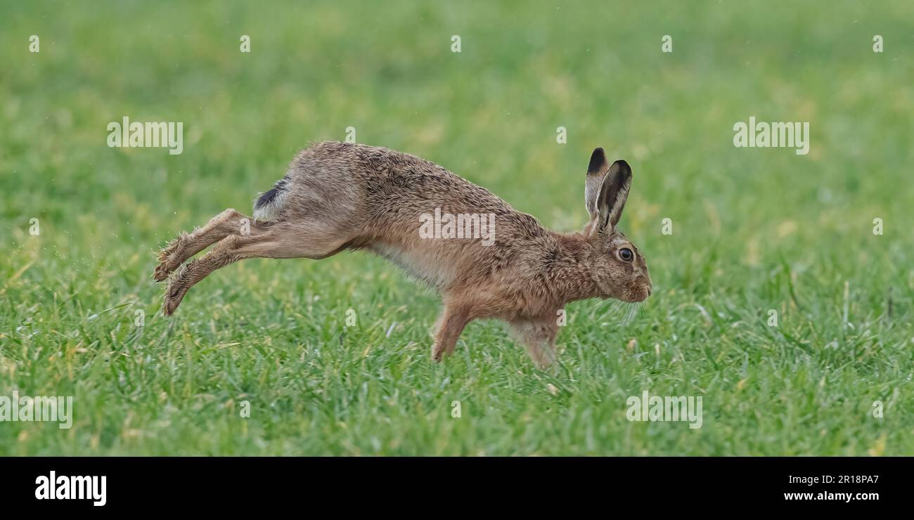 A close up detailed shot of a wild Brown Hare( Lepus europaeus) with ...
