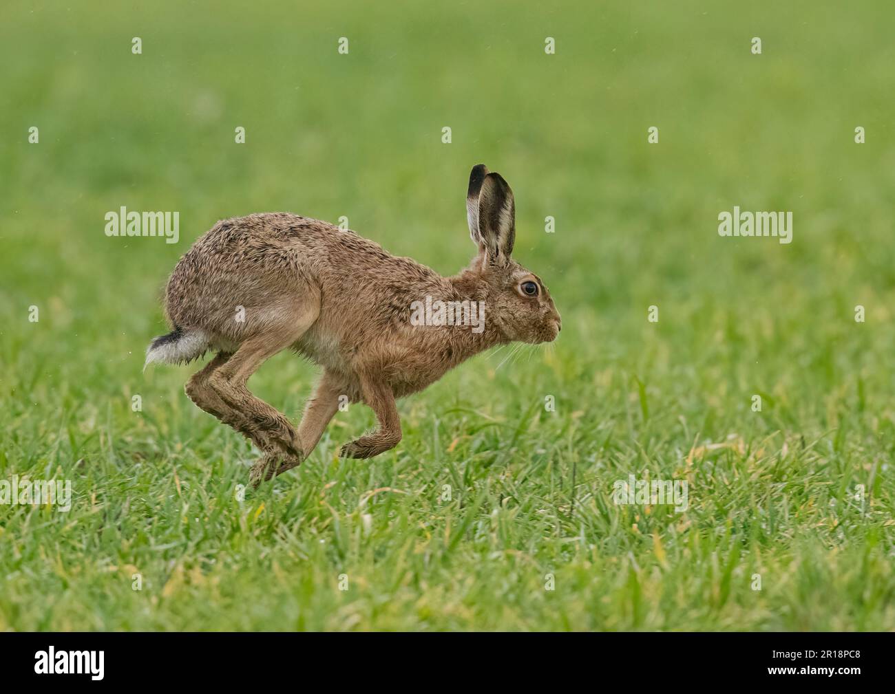 A Brown Hare ( Lepus europaeus) accelerating across the farmers crop ...