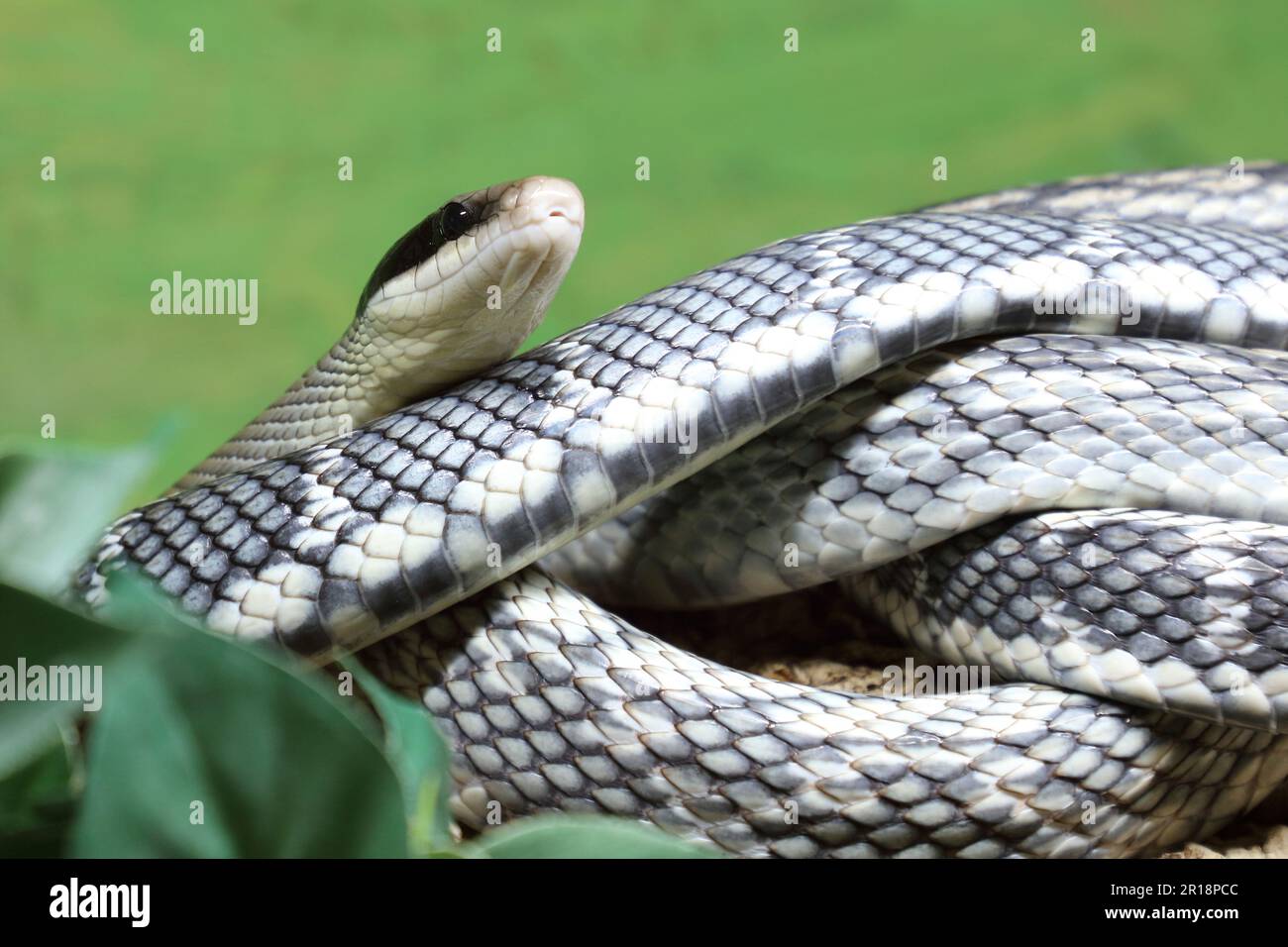 Schonnattern hi-res stock photography and images - Alamy