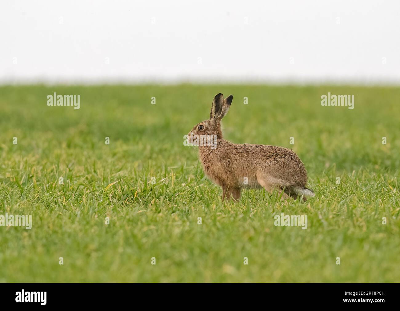 A big , healthy Brown Hare standing sideways to the camera, showing ...