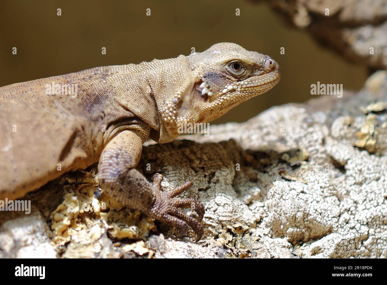 Common chuckwallas hi-res stock photography and images - Alamy