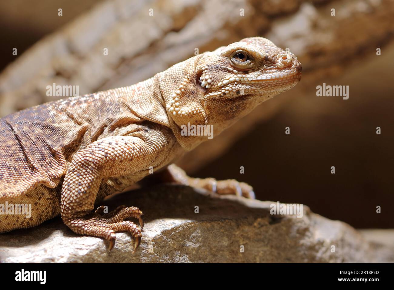 Chuckwalla / Common chuckwalla / Sauromalus ater Stock Photo - Alamy