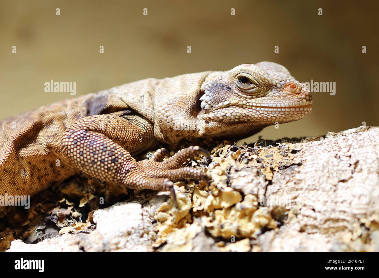 Common chuckwallas hi-res stock photography and images - Alamy