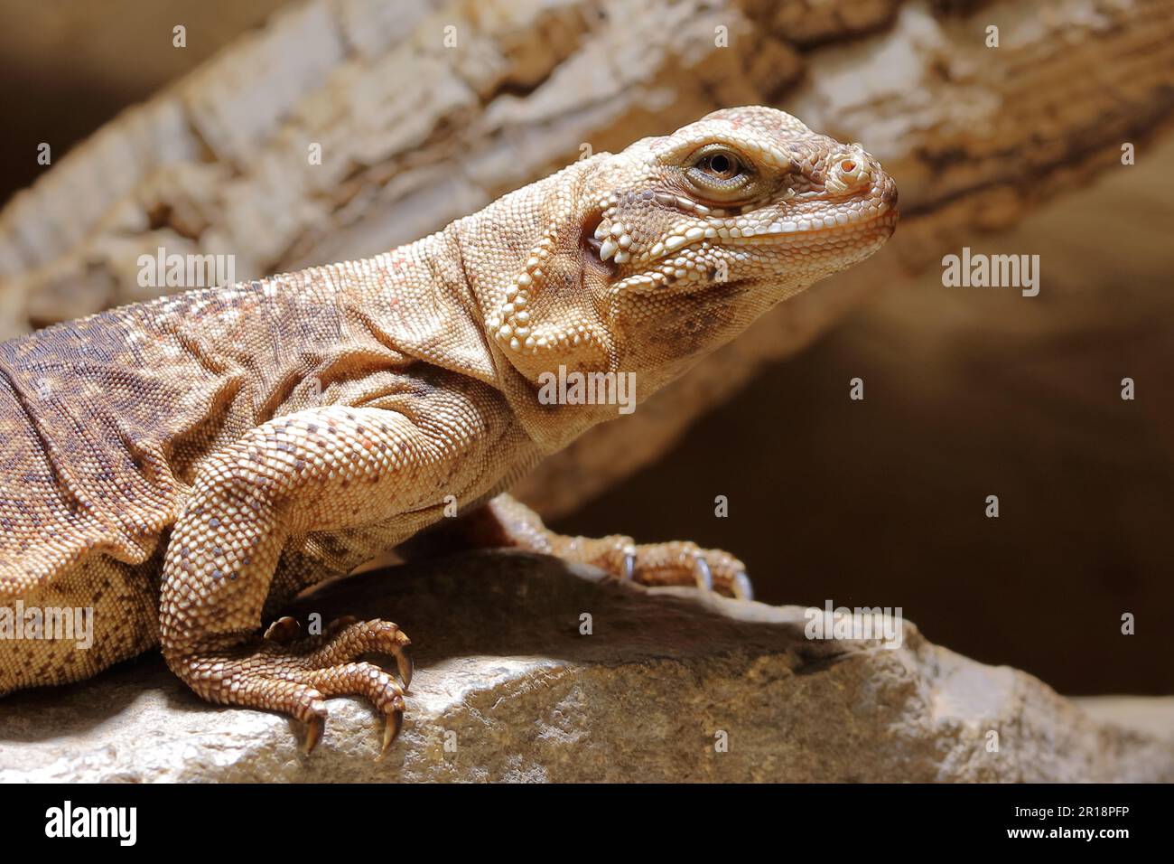 Common chuckwallas hi-res stock photography and images - Alamy