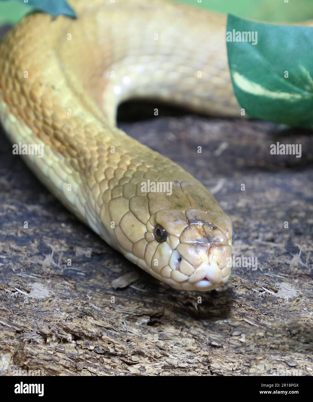 Monokelkobra / Monocled cobra / Naja kaouthia Stock Photo - Alamy