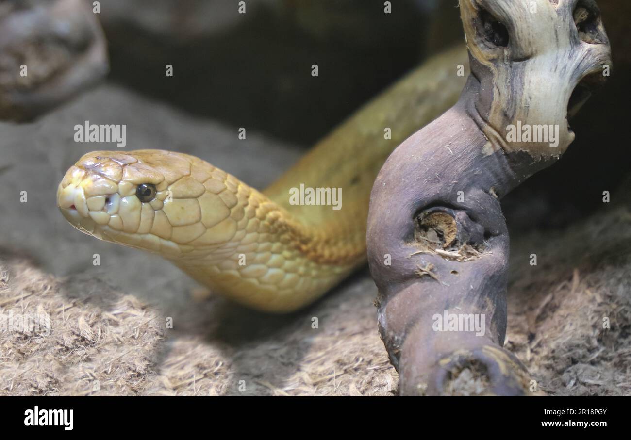 Monocled cobras hi-res stock photography and images - Alamy