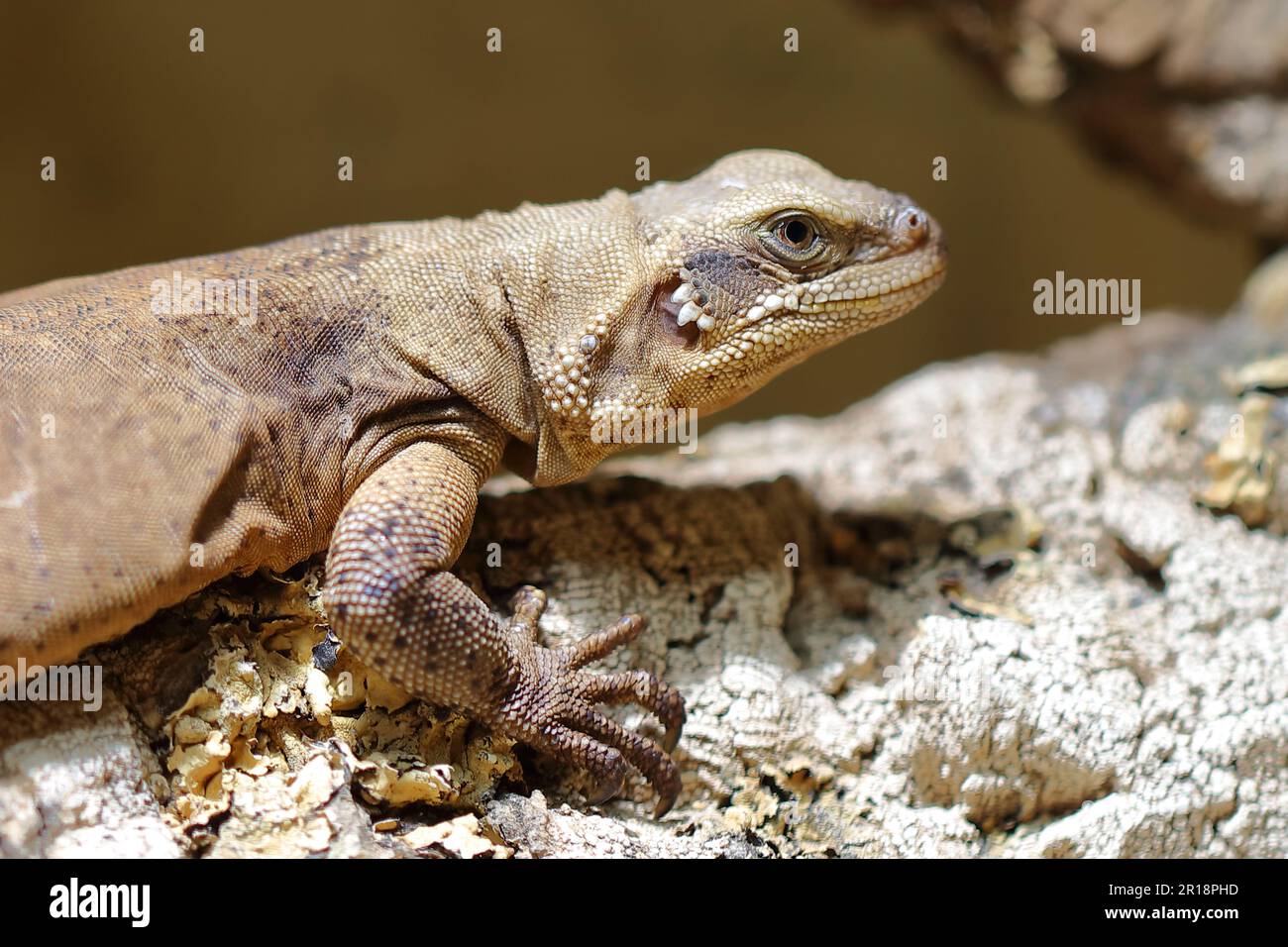 Common chuckwallas hi-res stock photography and images - Alamy