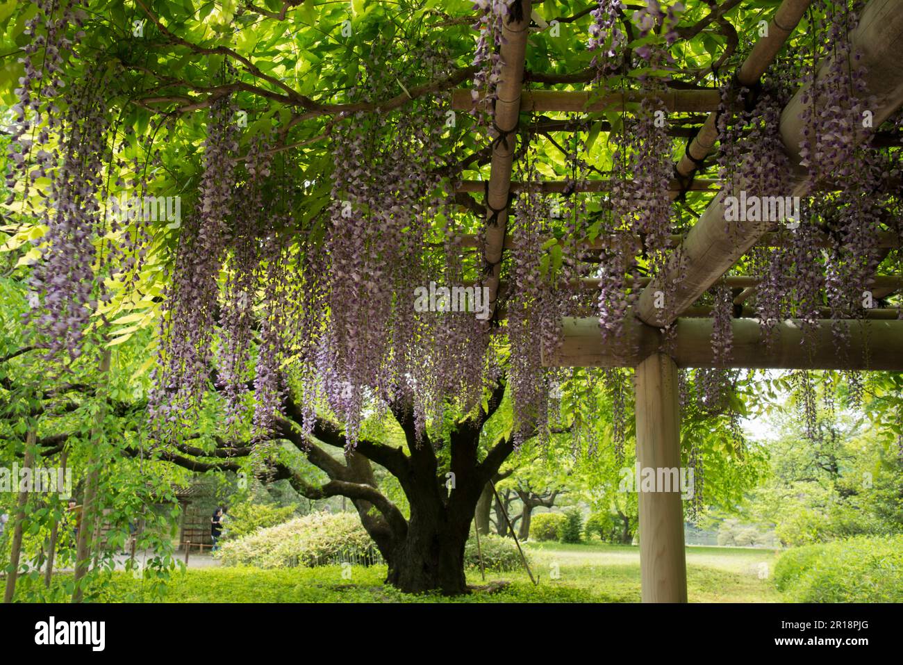 Fuji flower hi-res stock photography and images - Alamy