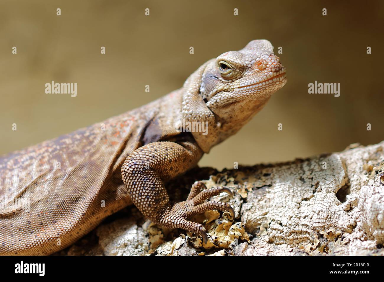 Chuckwalla / Common chuckwalla / Sauromalus ater Stock Photo - Alamy