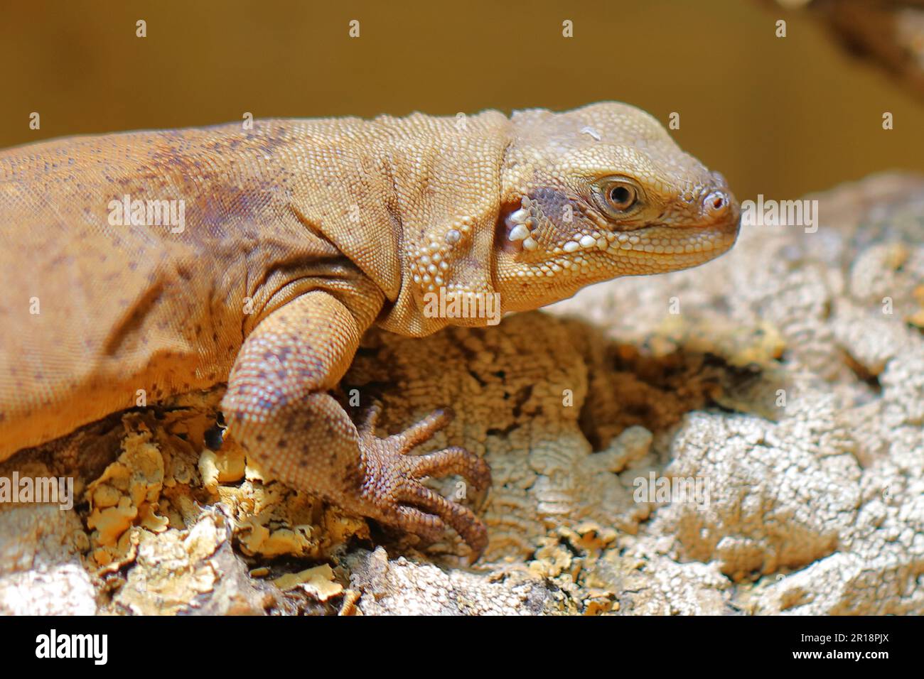 Chuckwalla / Common chuckwalla / Sauromalus ater Stock Photo - Alamy
