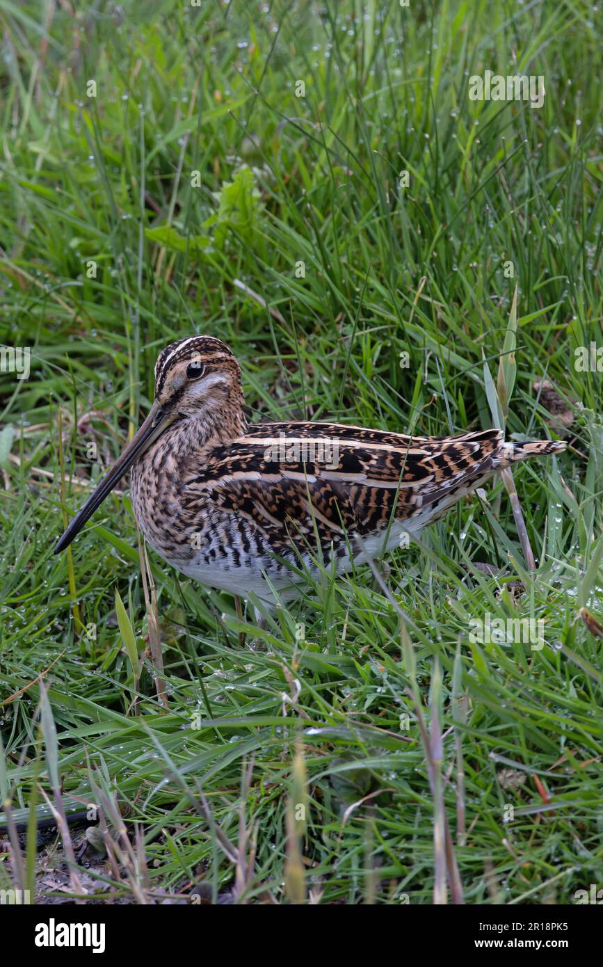 Gallinago gallinago united kingdom hi-res stock photography and images - Alamy