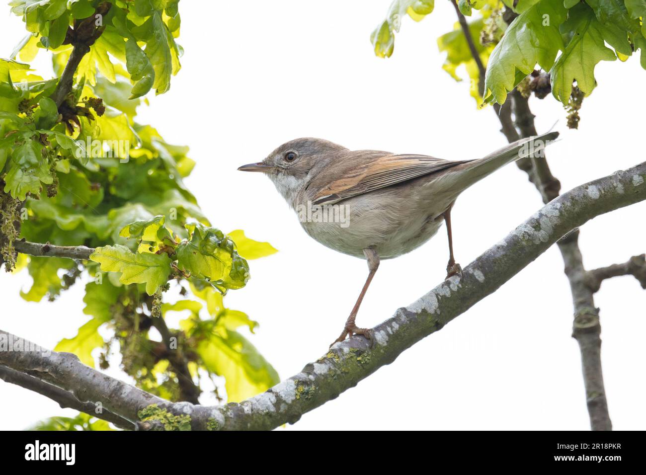 Common Whitethroat (Sylvia communi) Hickling Norfolk UK GB May 2023 ...